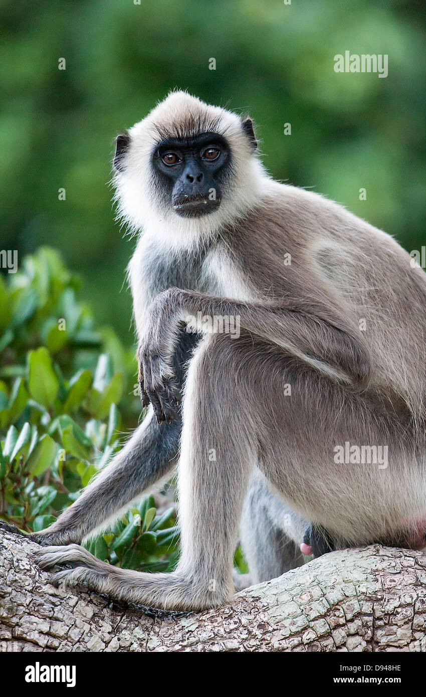 Hanuman langur hi-res stock photography and images - Alamy