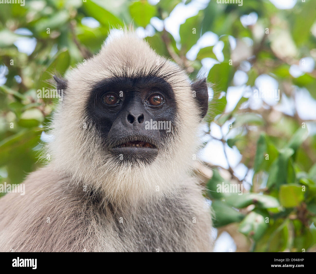 Hanuman langur hi-res stock photography and images - Alamy