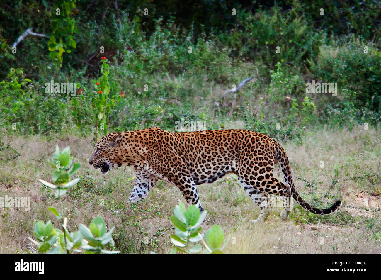 Leopard in grass hi-res stock photography and images - Alamy