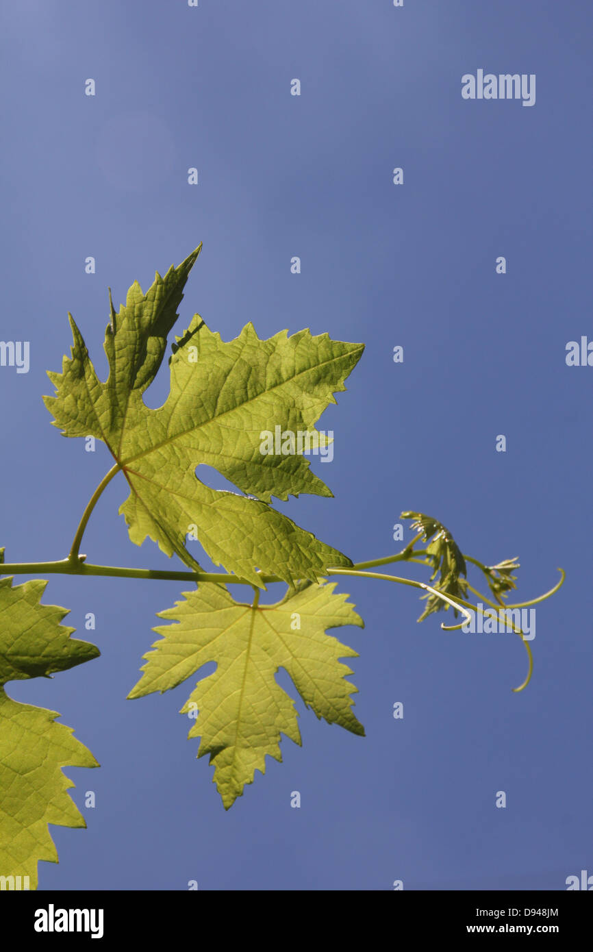 vine growing with blue sky in rome italy Stock Photo - Alamy