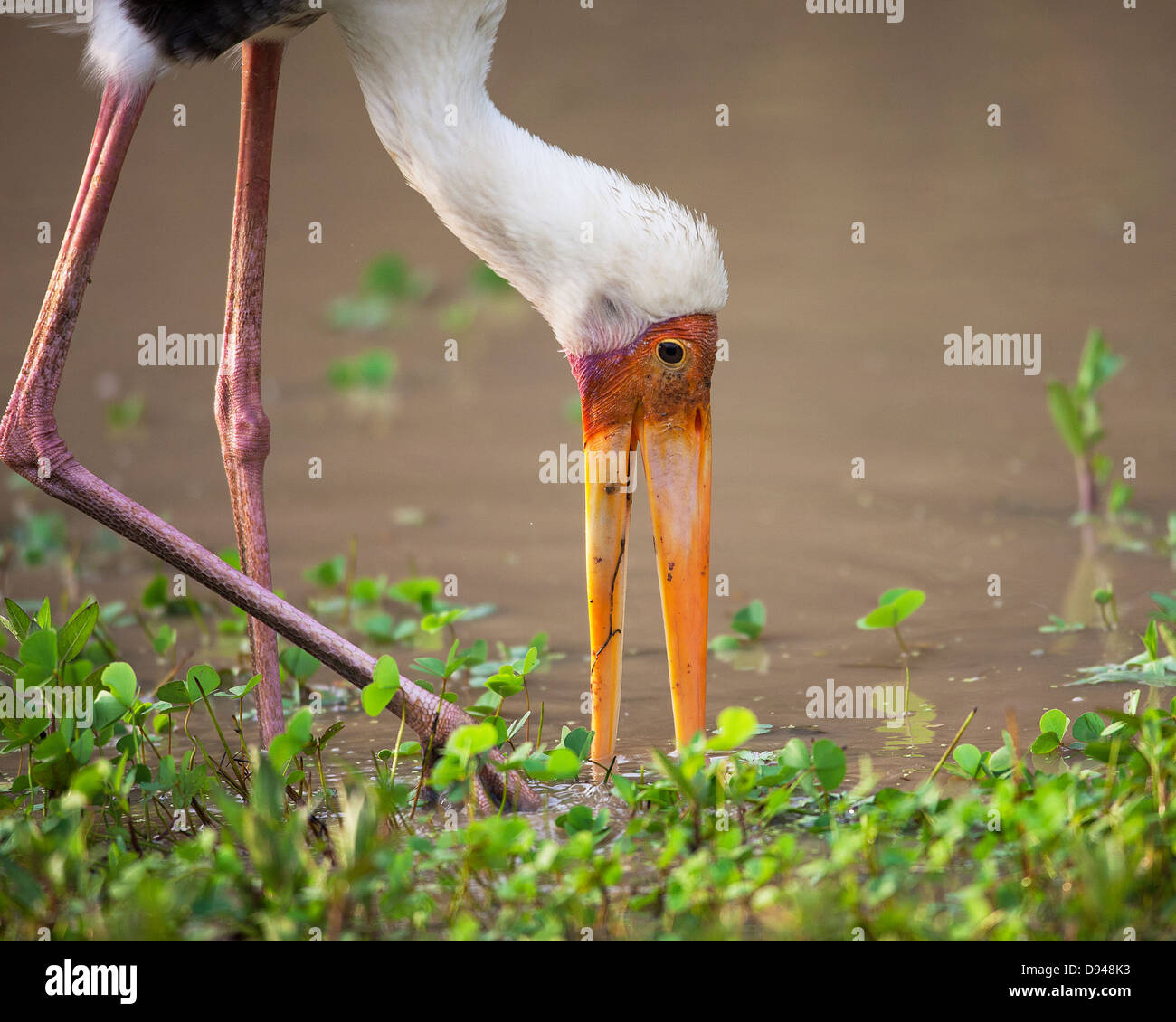 Stork foraging hi-res stock photography and images - Alamy