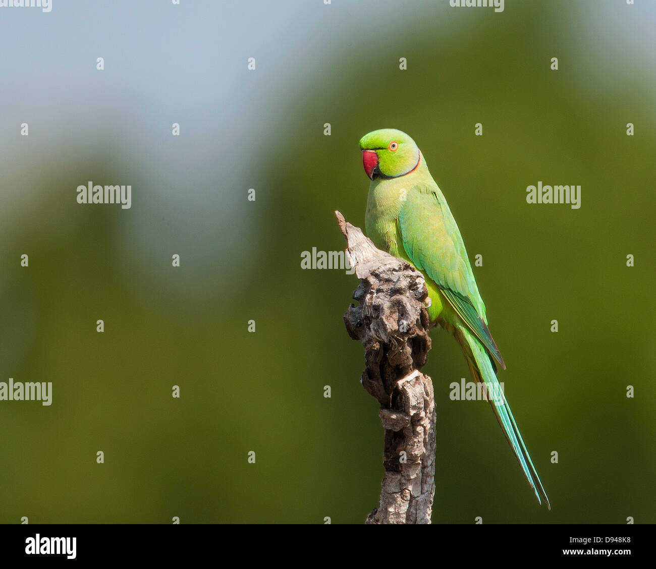 The rose ringed parakeet hi-res stock photography and images - Alamy