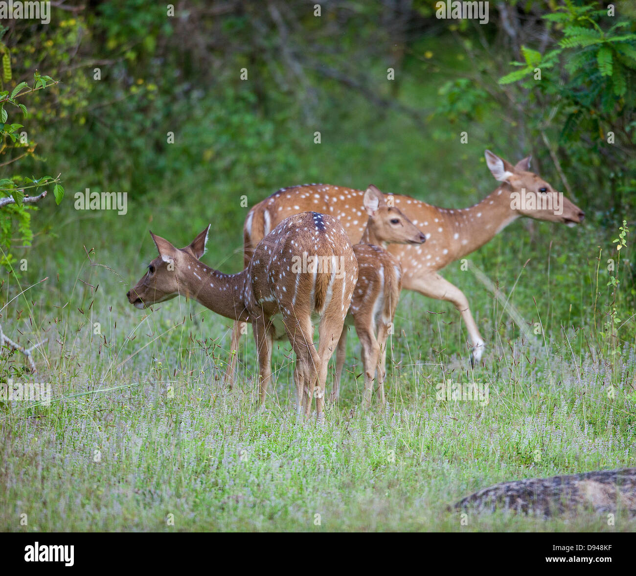 Family of chitals Stock Photo - Alamy