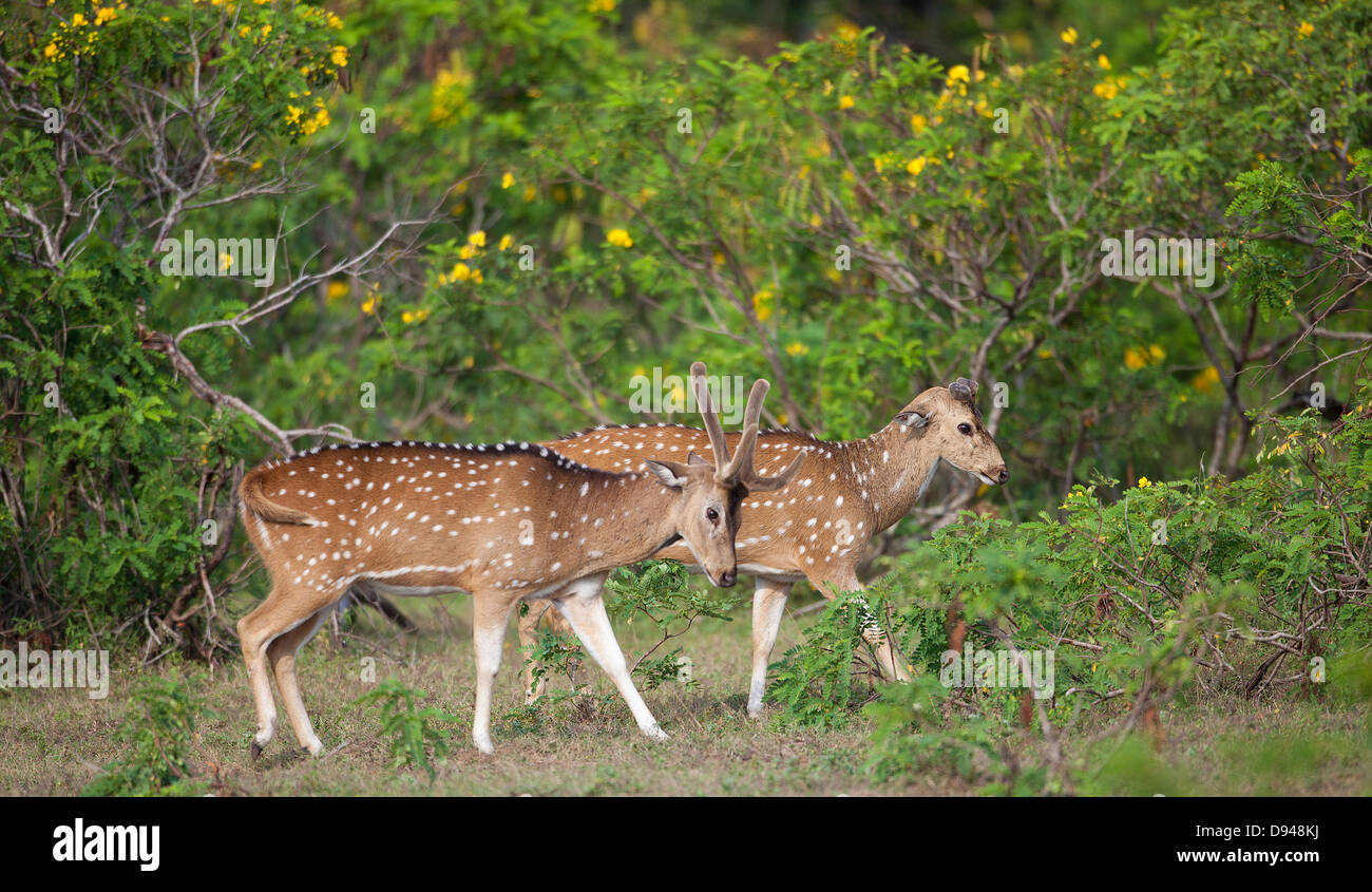 Chitals hi-res stock photography and images - Alamy