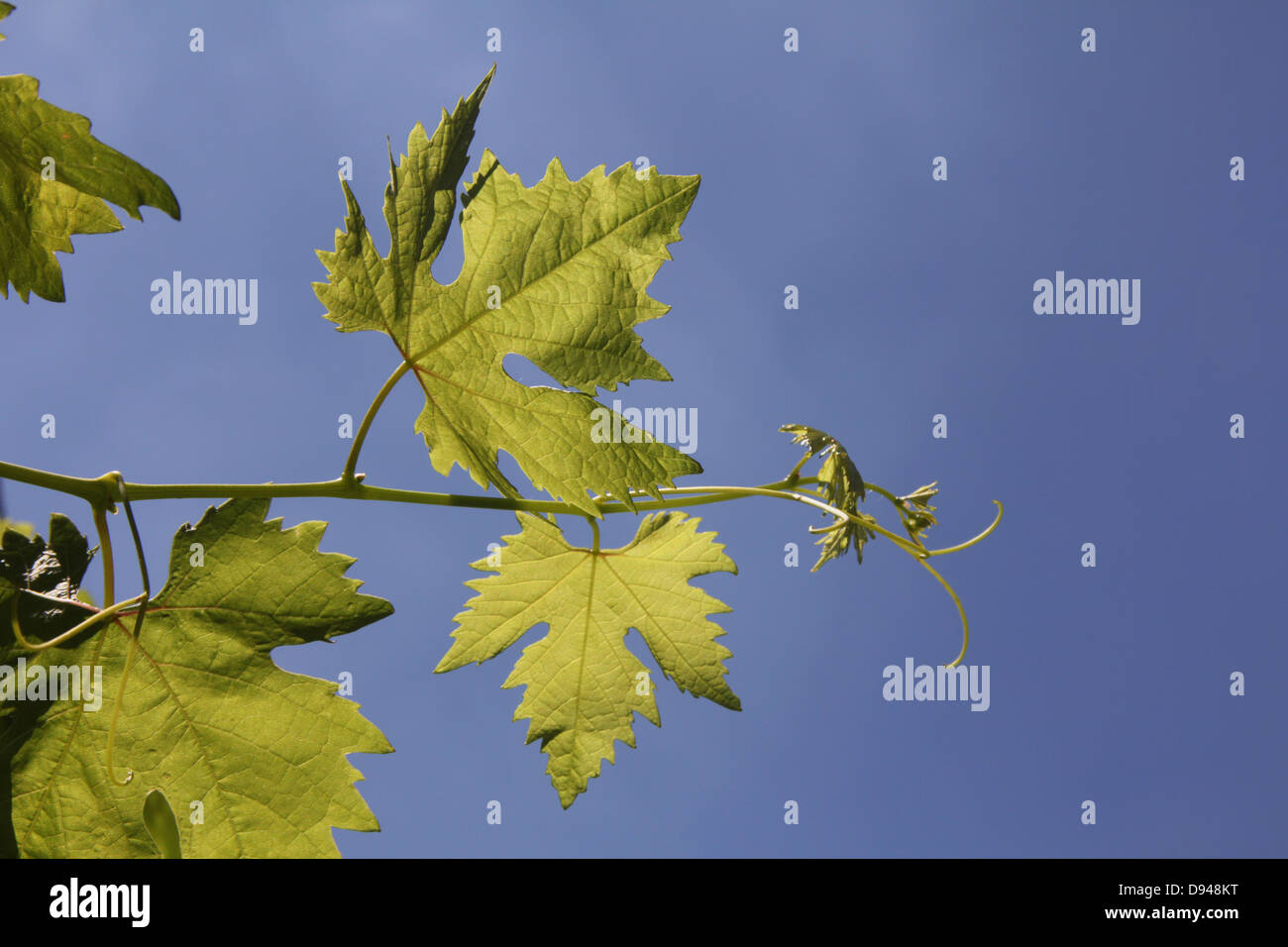 vine growing with blue sky in rome italy Stock Photo - Alamy