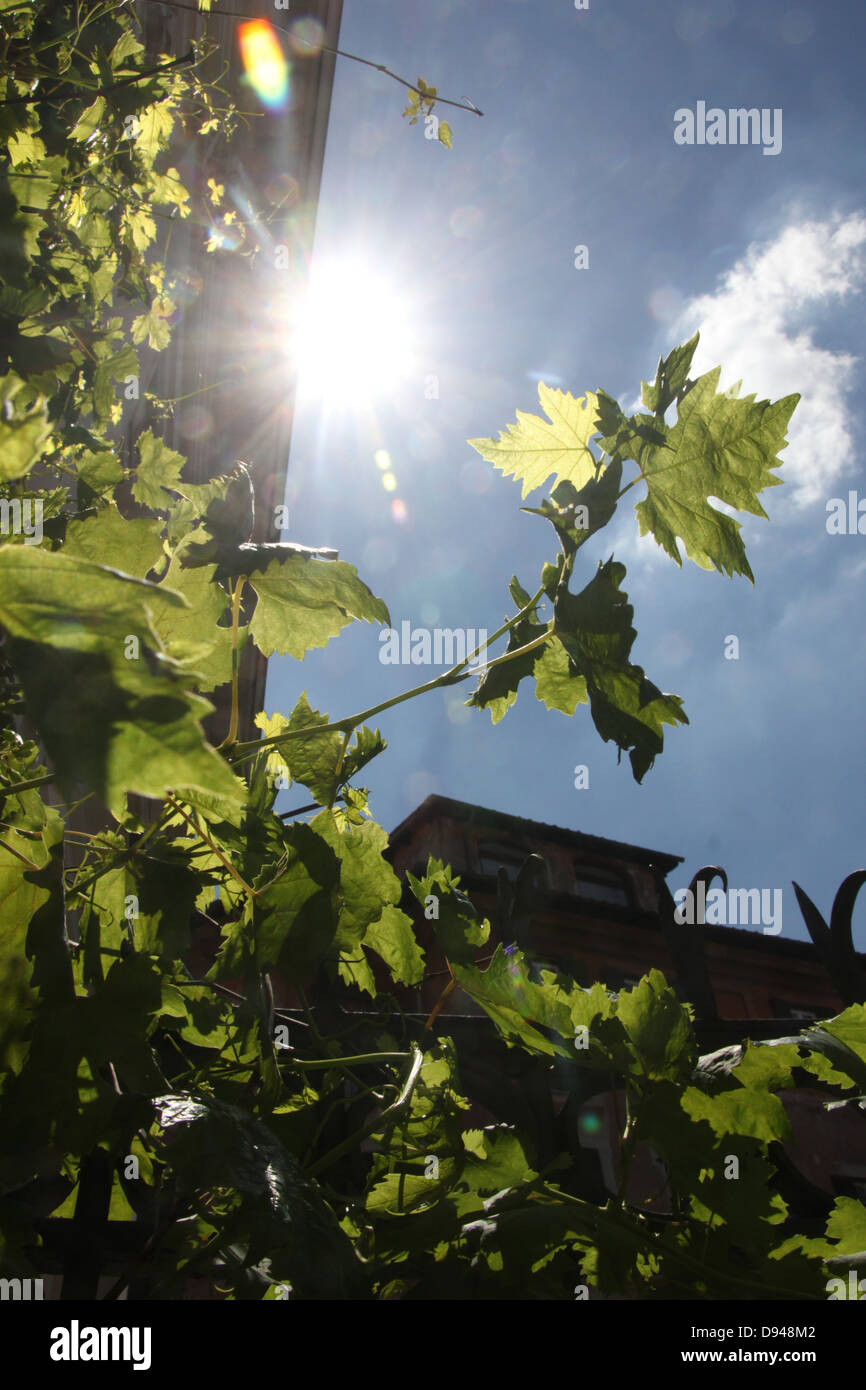 vine tree growing in trastevere district rome italy Stock Photo - Alamy