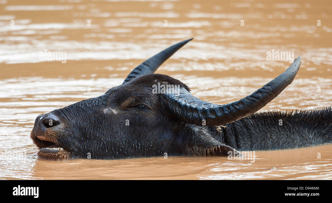Water buffalo swimming Stock Photo - Alamy