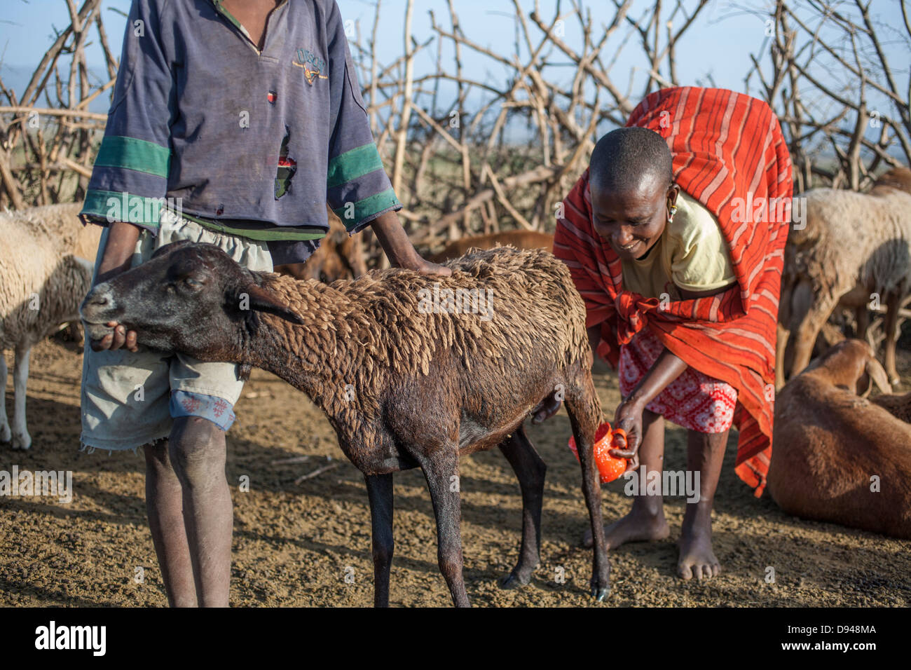 Maasai family herding goats in Kenya Stock Photo - Alamy