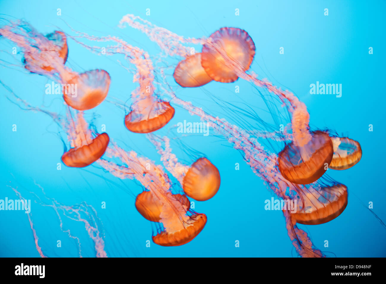 View of jellyfish Stock Photo - Alamy