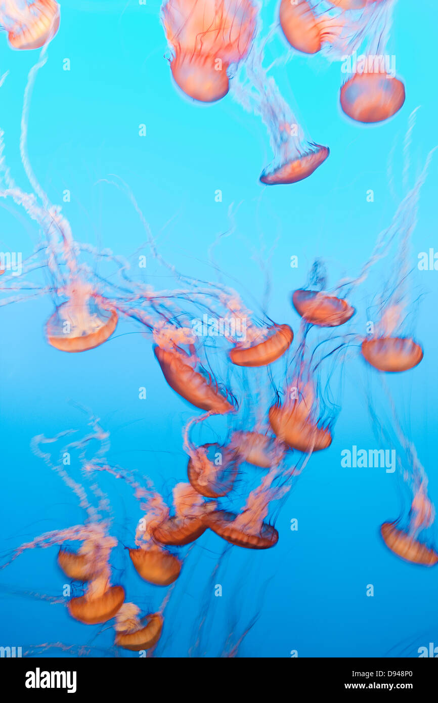 View of jellyfish Stock Photo - Alamy