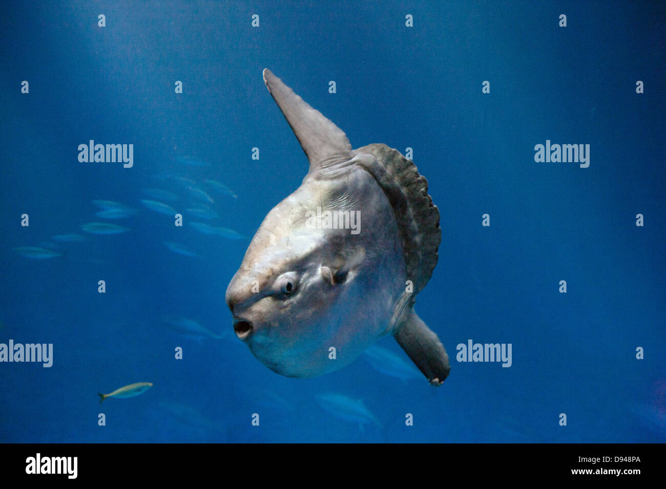 Fish hunting hi-res stock photography and images - Alamy