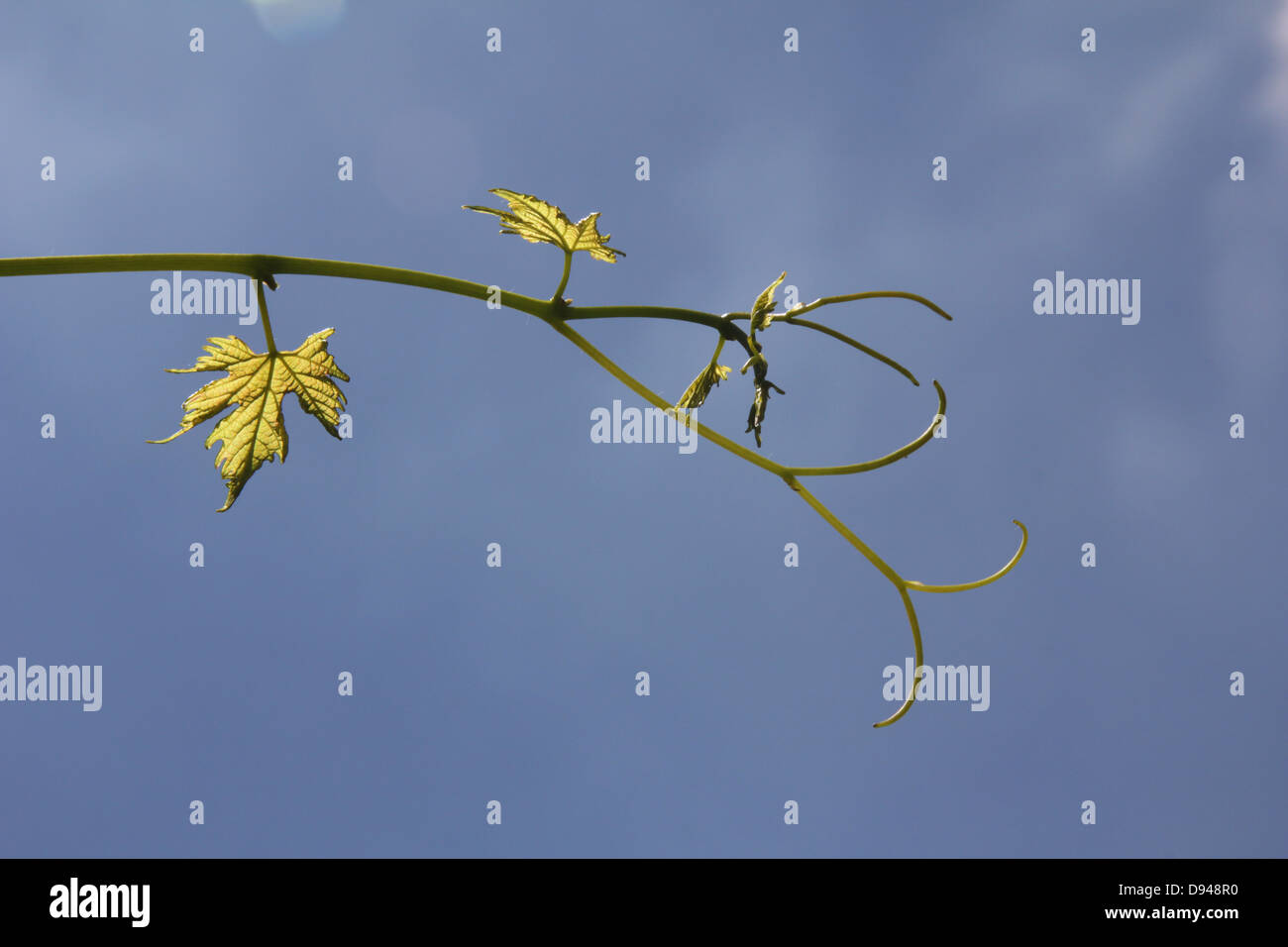 vine growing with blue sky in rome italy Stock Photo - Alamy