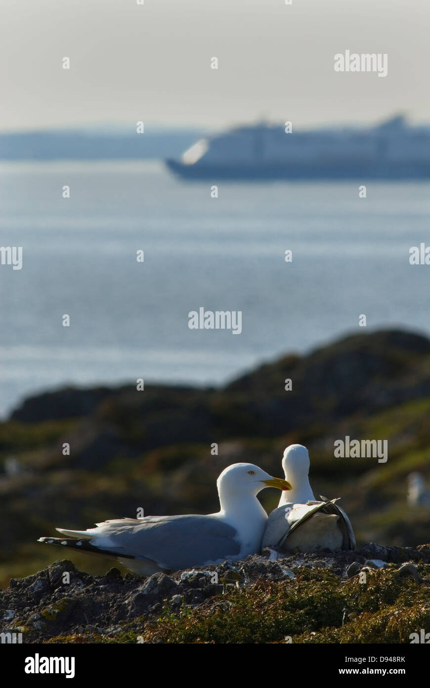 Breeding Herring Gulls and a passenger ship Stock Photo - Alamy