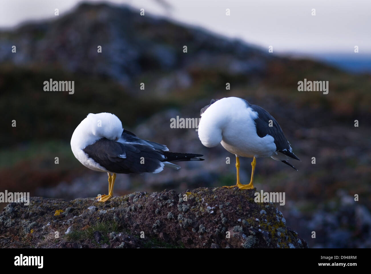 Sleeping seagull hi-res stock photography and images - Alamy