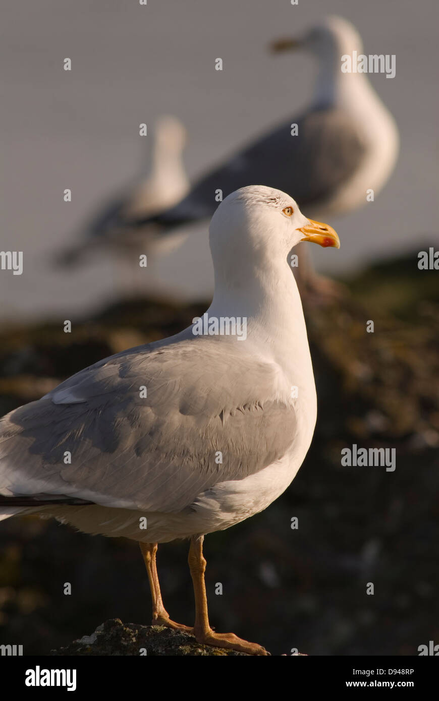 Herring Gulls, Norway Stock Photo - Alamy