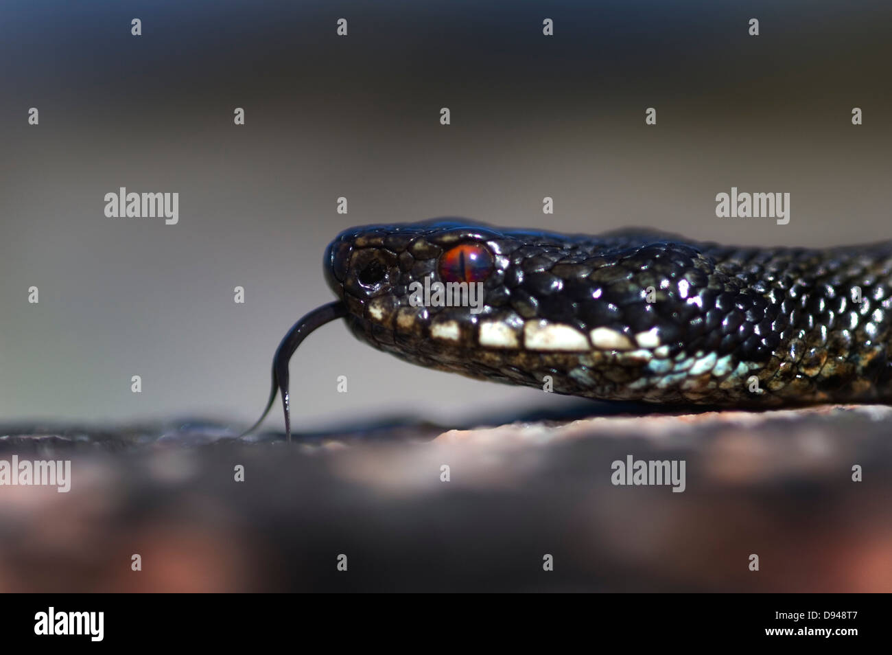 A viper, close-up Stock Photo - Alamy