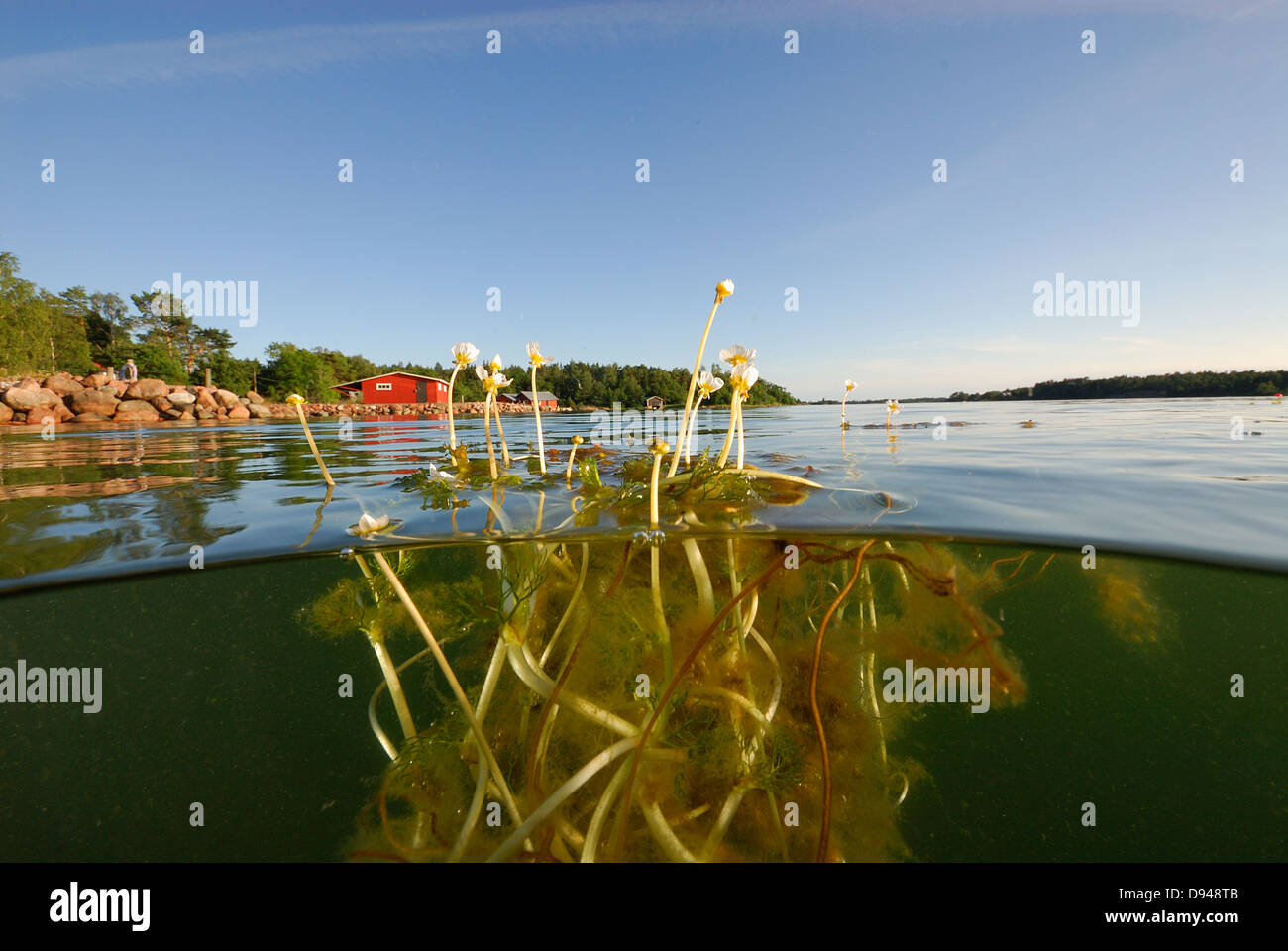 Crowfoot plants hi-res stock photography and images - Alamy