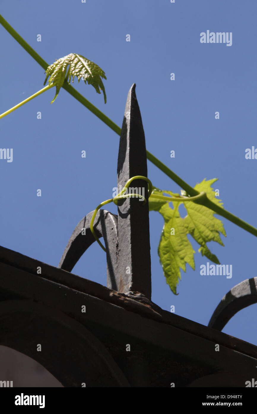 vine growing with blue sky in rome italy Stock Photo - Alamy