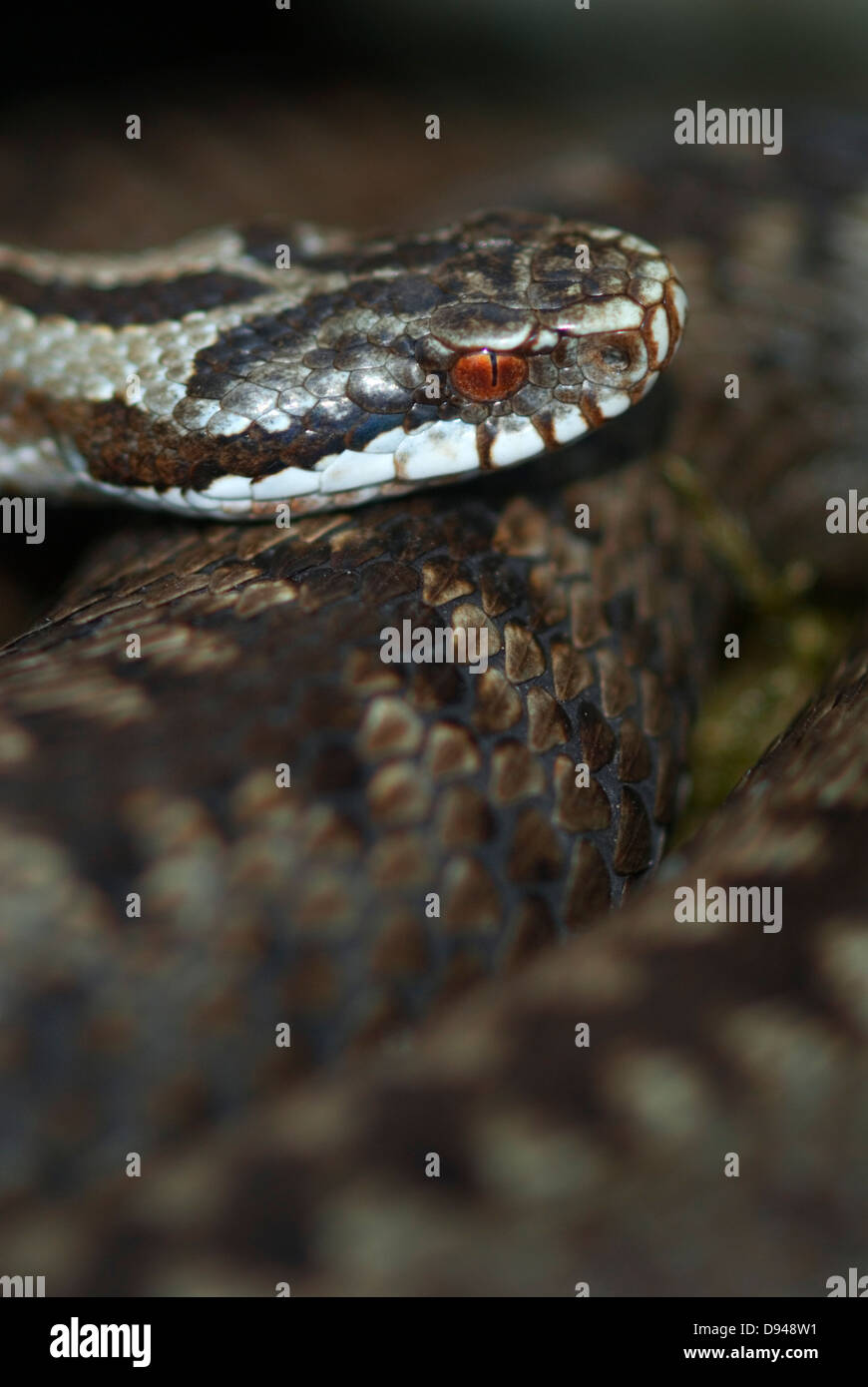 A viper, close-up Stock Photo - Alamy
