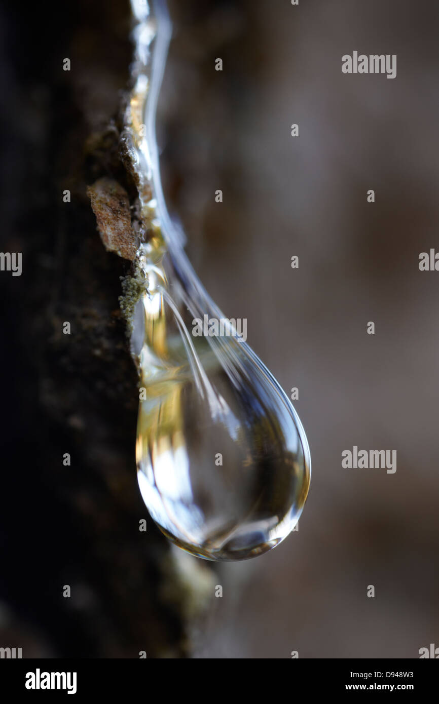 Drop of resin, close-up Stock Photo - Alamy