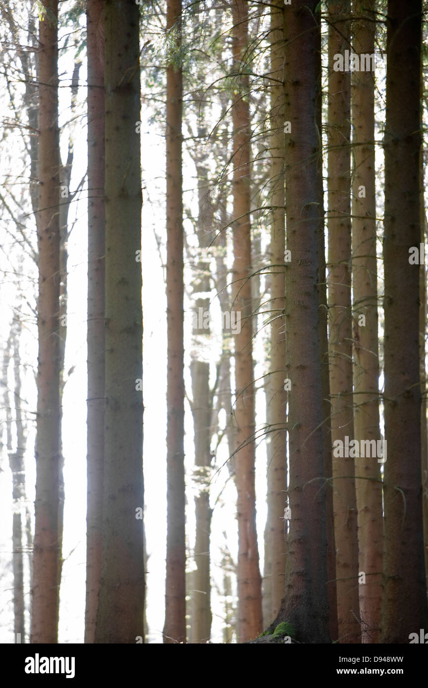 Tree trunks, Skane, Sweden Stock Photo - Alamy