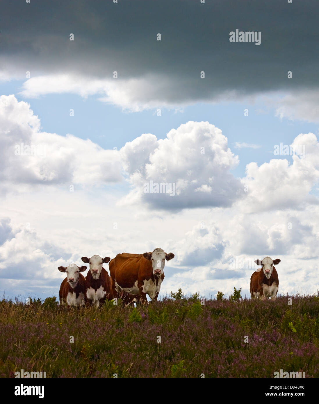 Four day cattle hi-res stock photography and images - Alamy