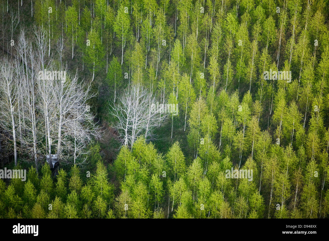 Narke hi-res stock photography and images - Alamy