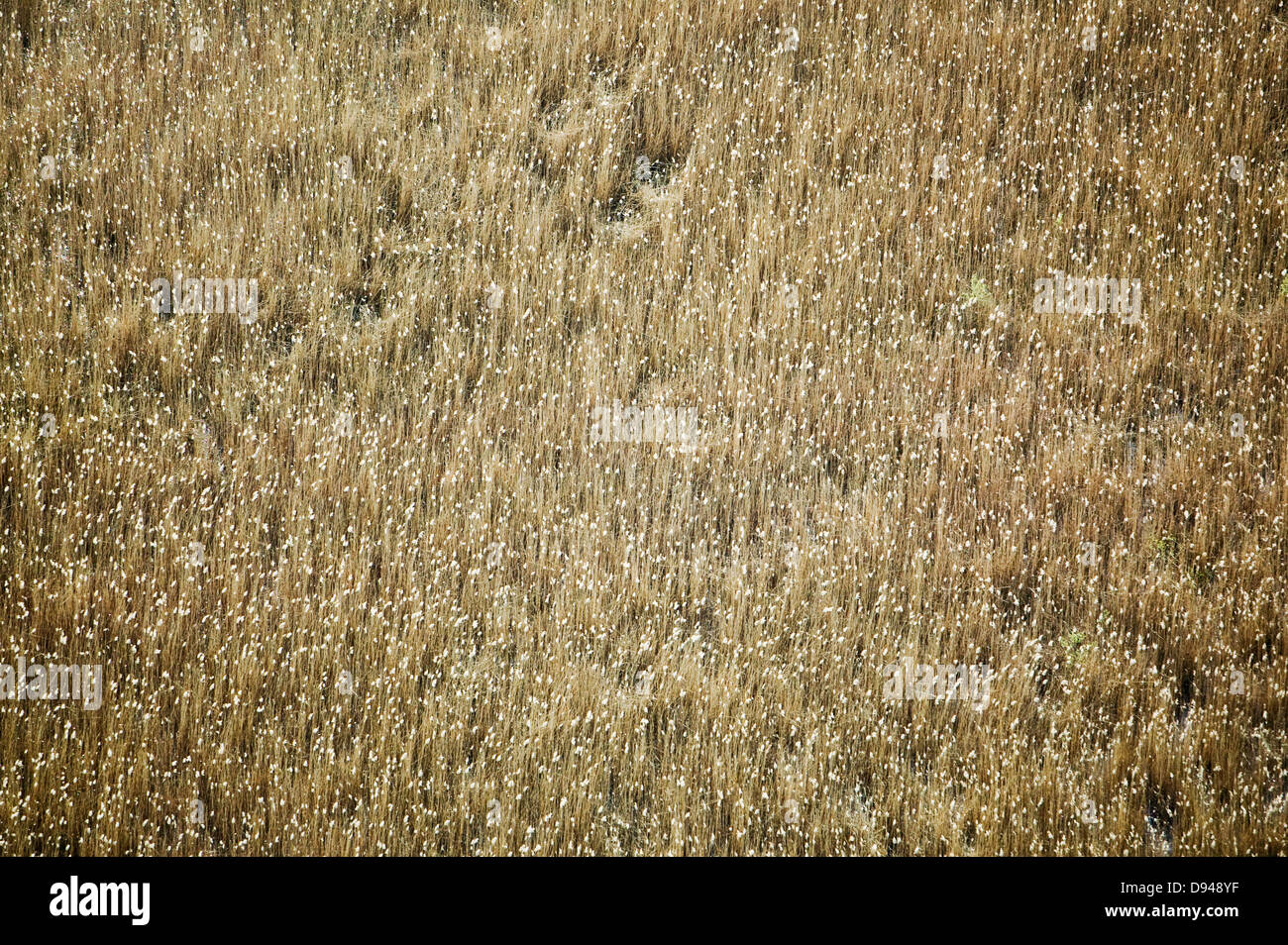 Reeds frame hi-res stock photography and images - Alamy
