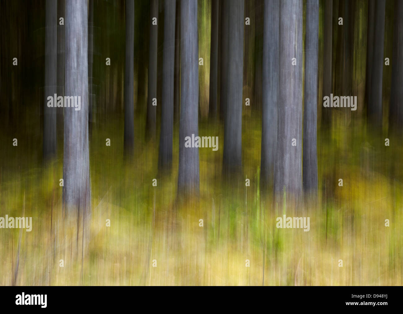 Motion blurred trees hi-res stock photography and images - Alamy