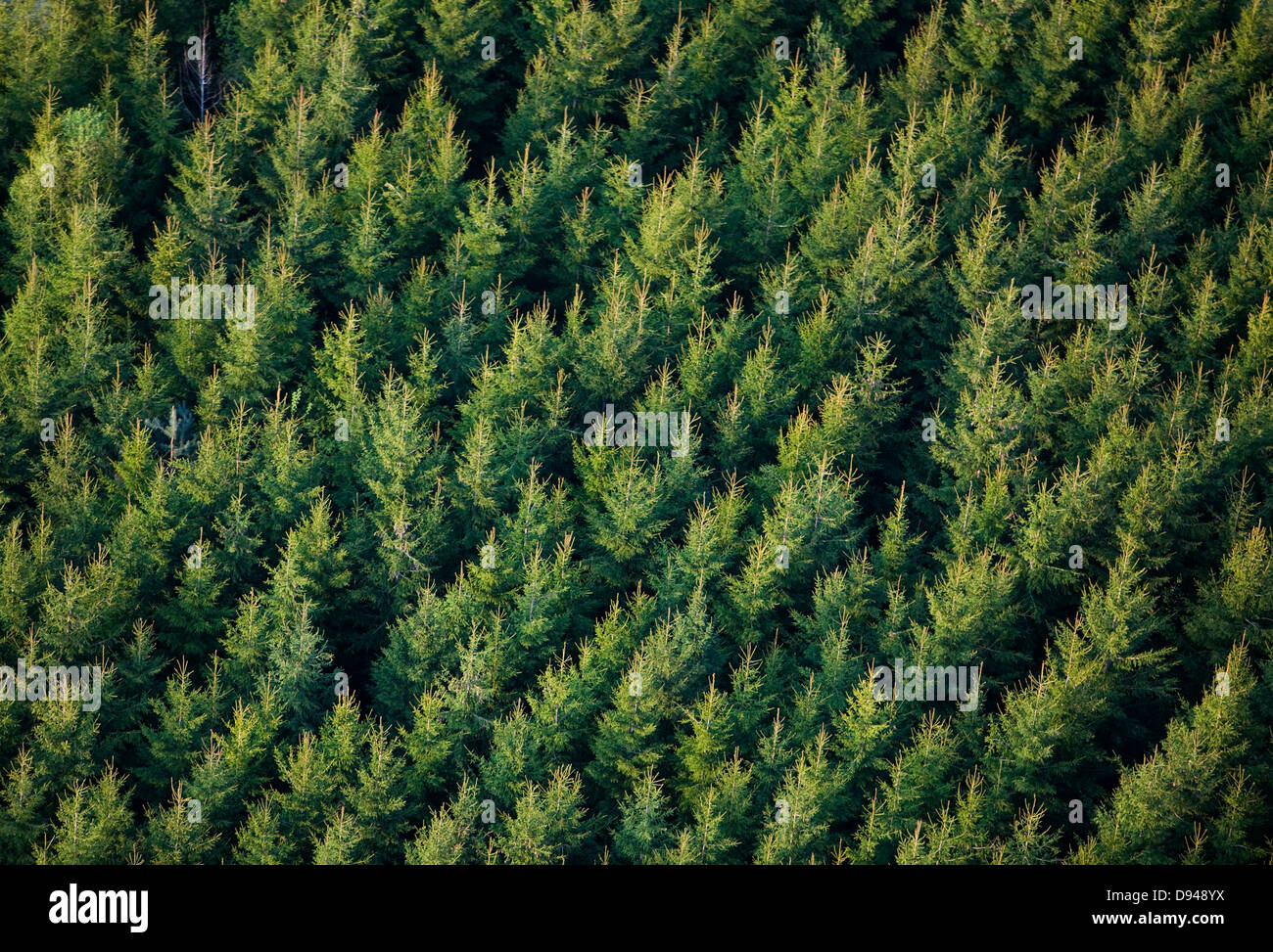 Narke forest hi-res stock photography and images - Alamy