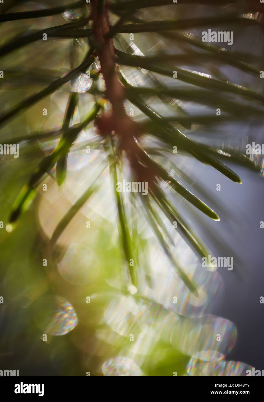 Close up conifer leaves hi-res stock photography and images - Alamy
