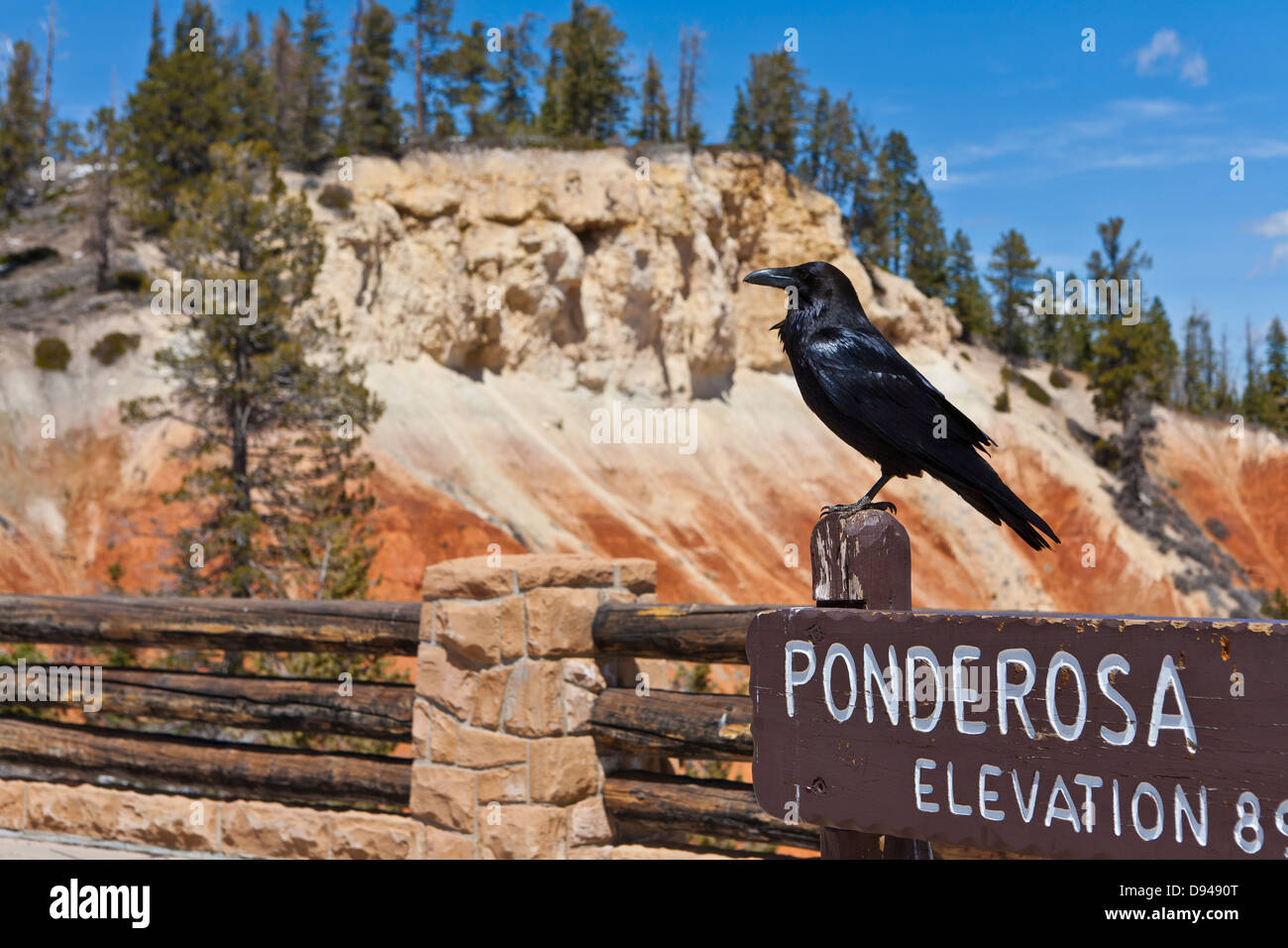 Raven on sign hi-res stock photography and images - Alamy