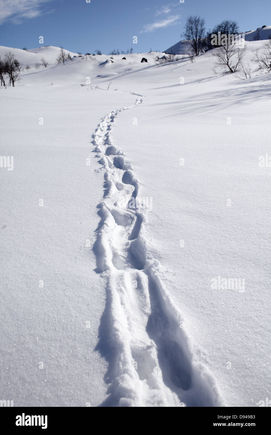 Track of mustelids on snow Stock Photo - Alamy
