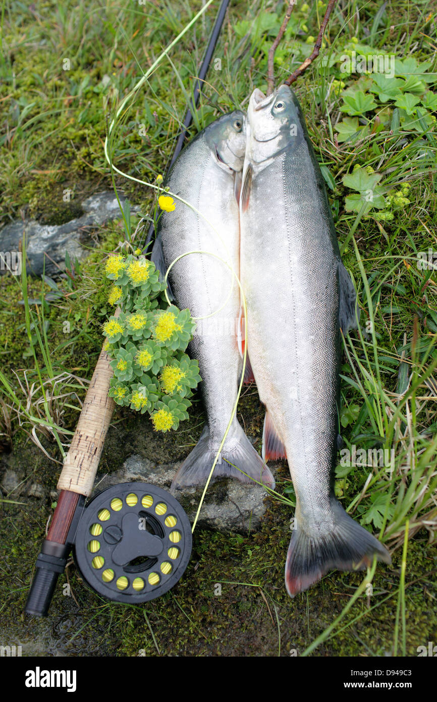 Two Arctic chars and fishing rod on grass Stock Photo - Alamy