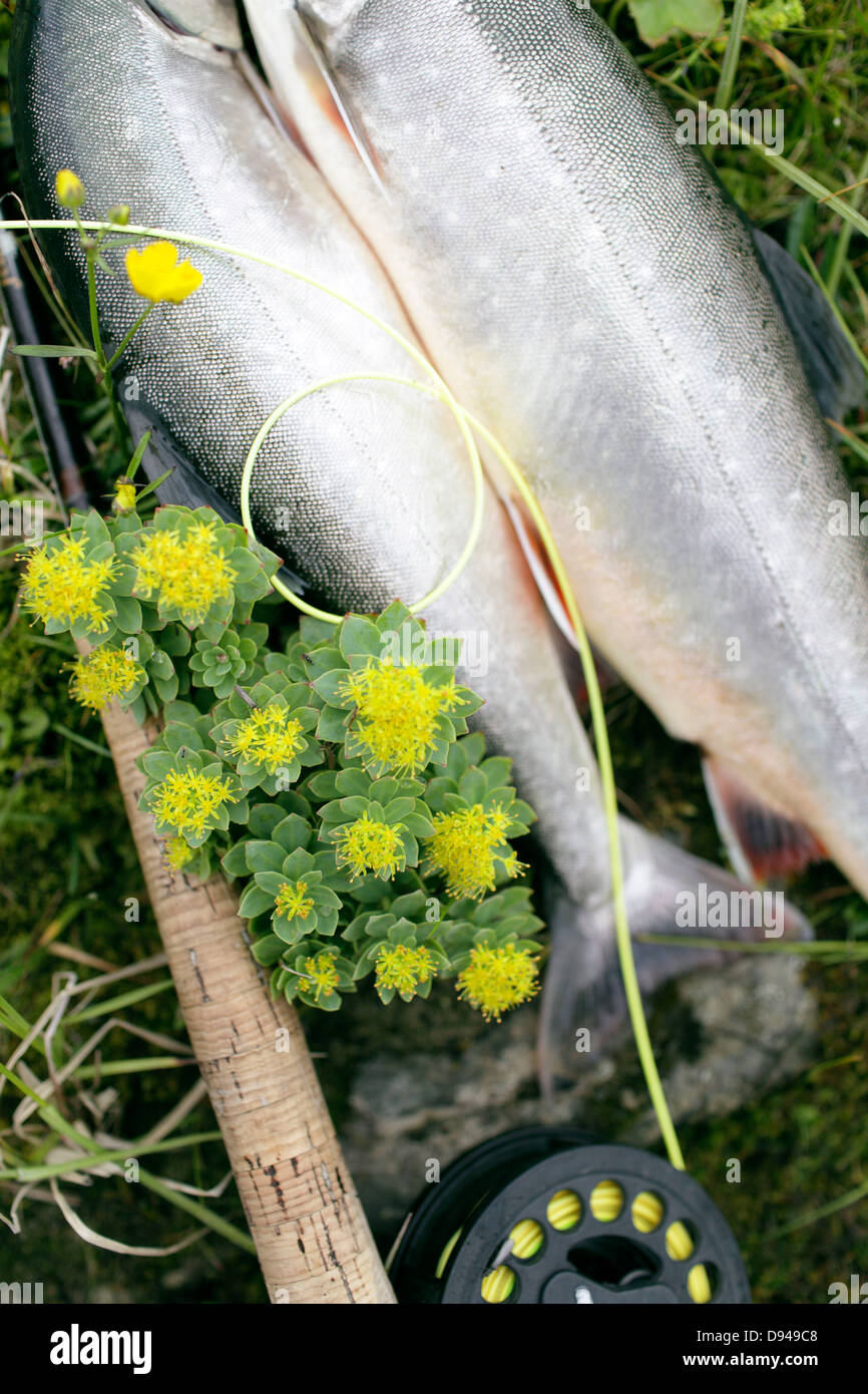 Two Arctic chars and fishing rod on grass Stock Photo - Alamy