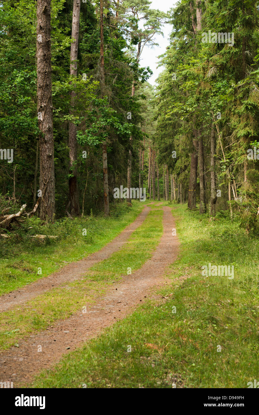 Path going through forest Stock Photo - Alamy