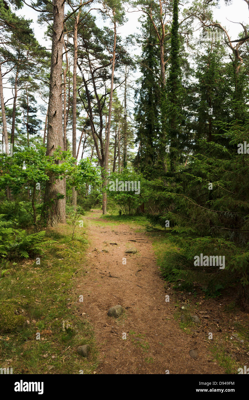 Path going through forest Stock Photo - Alamy
