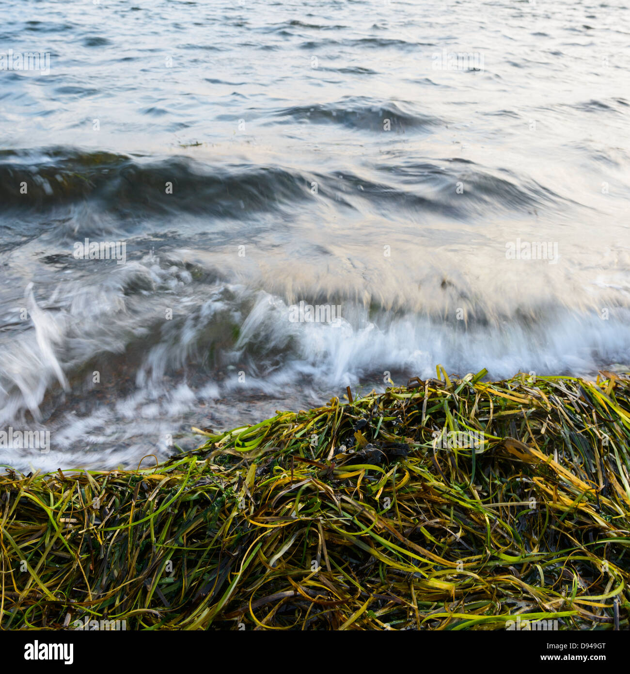 Seaweed and algae on the shore hi-res stock photography and images - Alamy