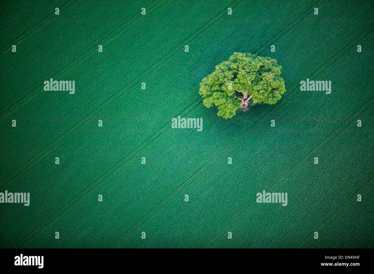 Aerial view of an oak tree in a field of hi-res stock photography and ...
