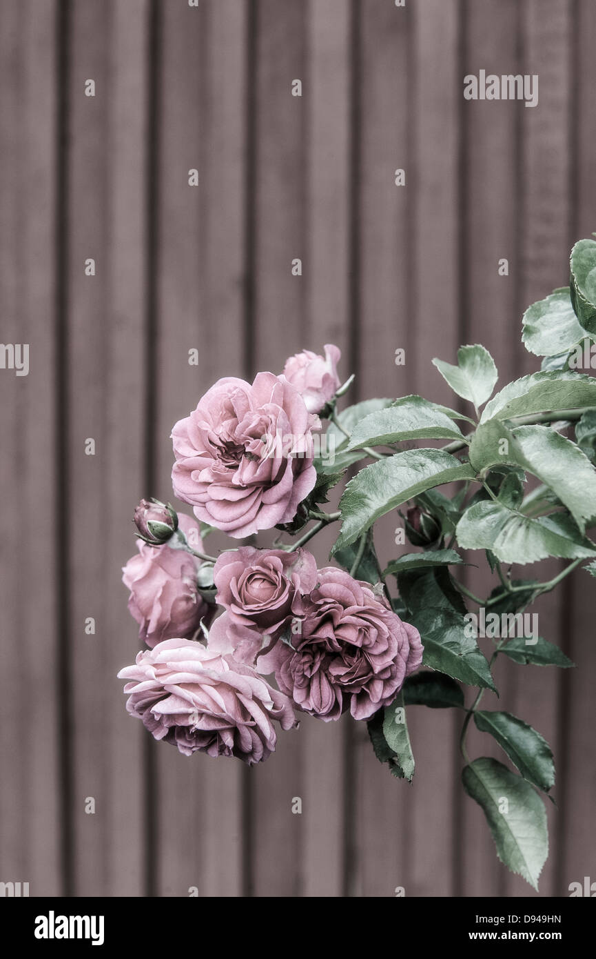 Pale pink rose hi-res stock photography and images - Alamy