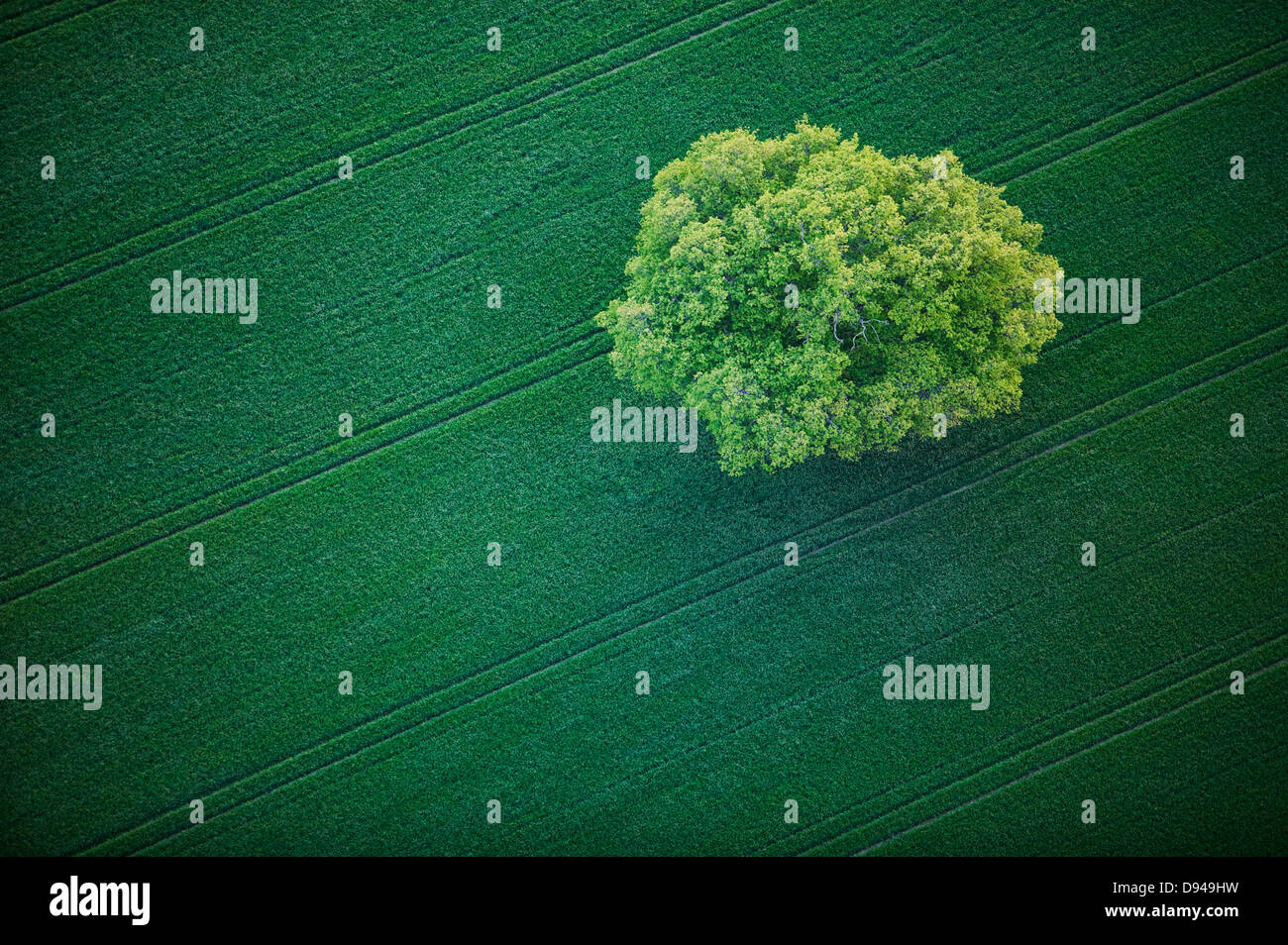 Aerial view oak tree hi-res stock photography and images - Alamy