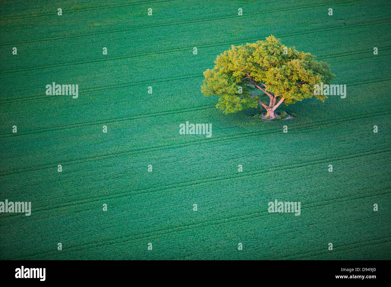 Oak tree field hi-res stock photography and images - Alamy