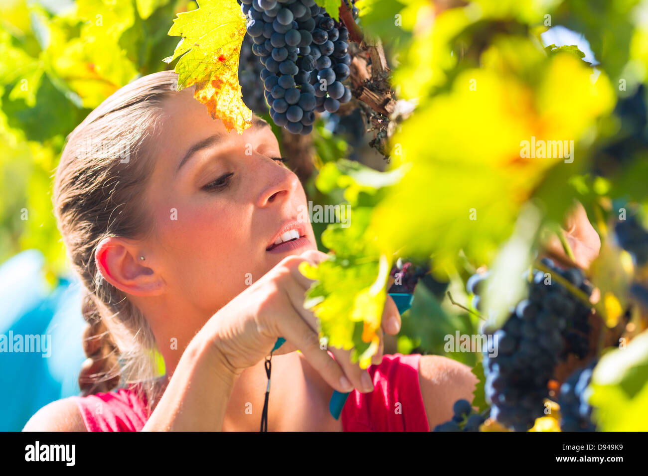 Man eating grapes in vineyard hi-res stock photography and images - Alamy
