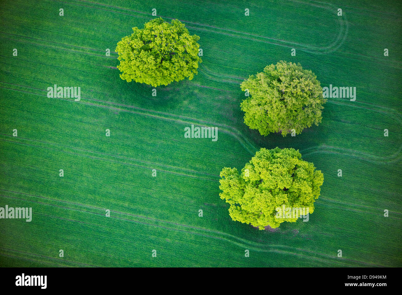 Three deciduous trees hi-res stock photography and images - Alamy
