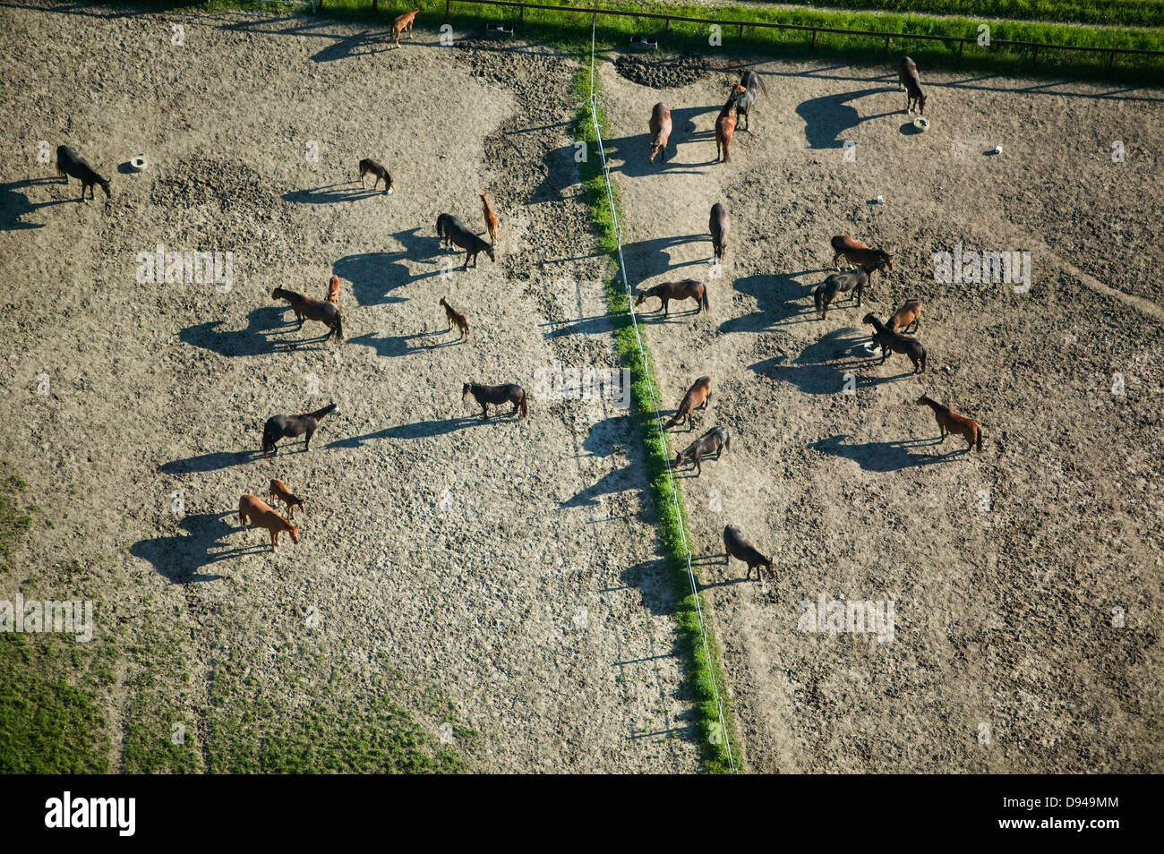 Horses in a enclosed pasture, Ekero, Sweden Stock Photo - Alamy
