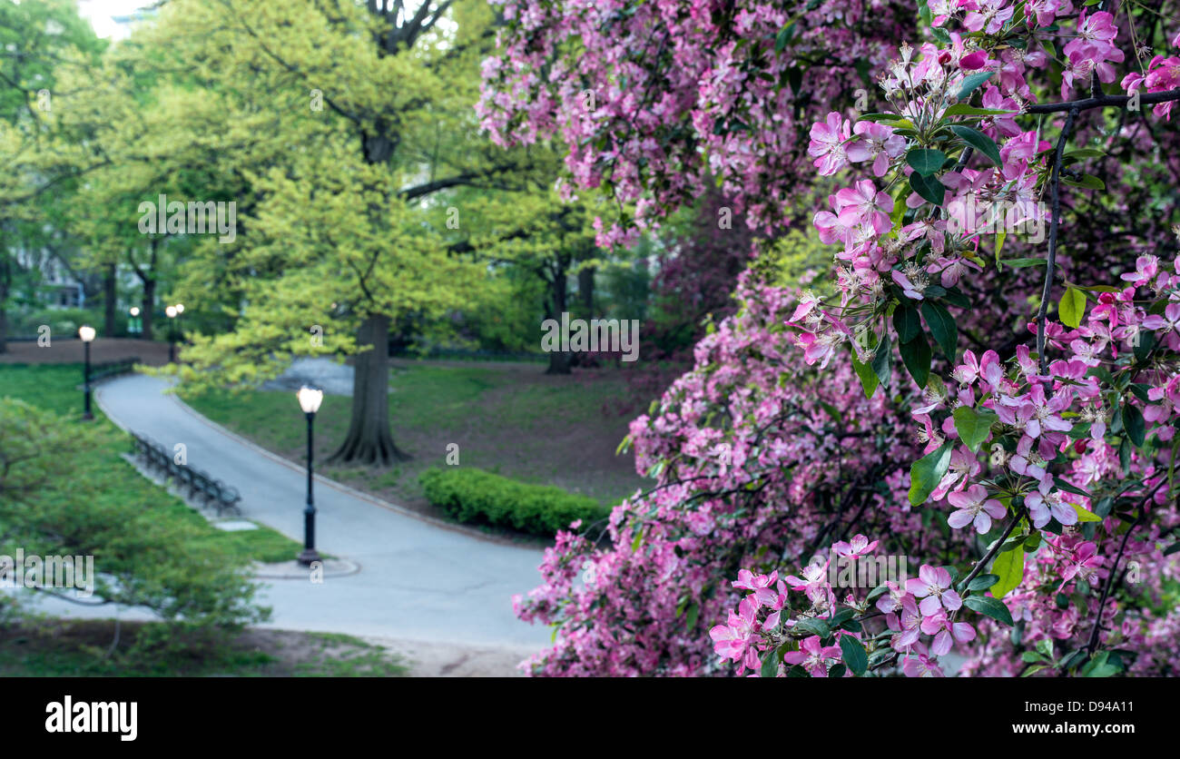 Crab apple tree Spring in Central Park, New York City Stock Photo - Alamy