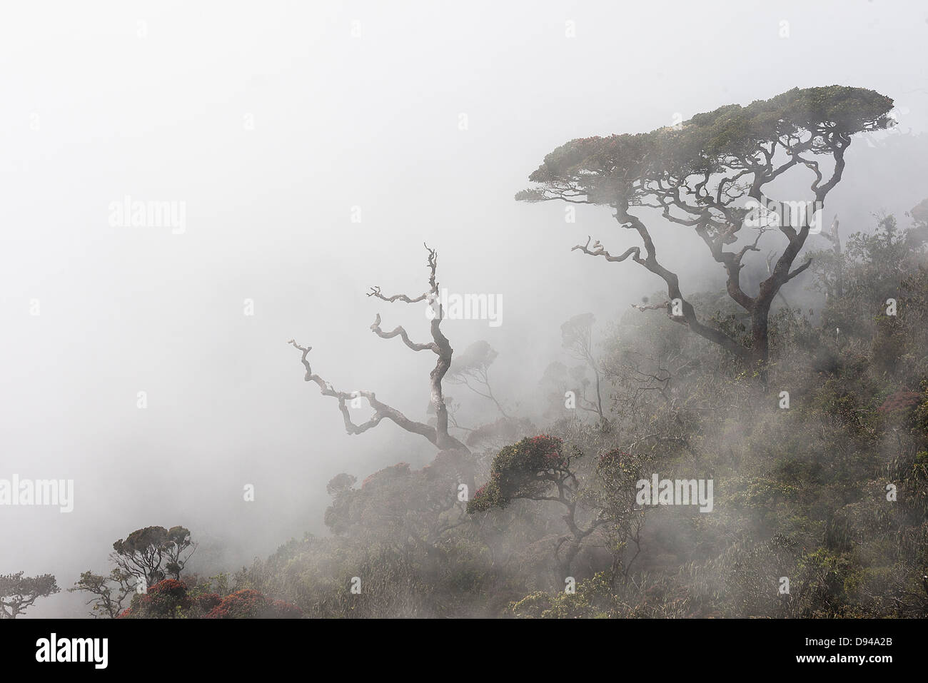 Trees in fog Stock Photo - Alamy