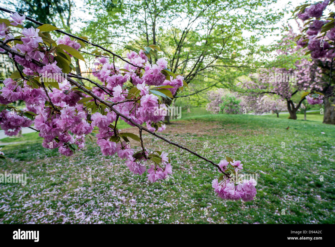 Japanese crab apple tree hi-res stock photography and images - Alamy