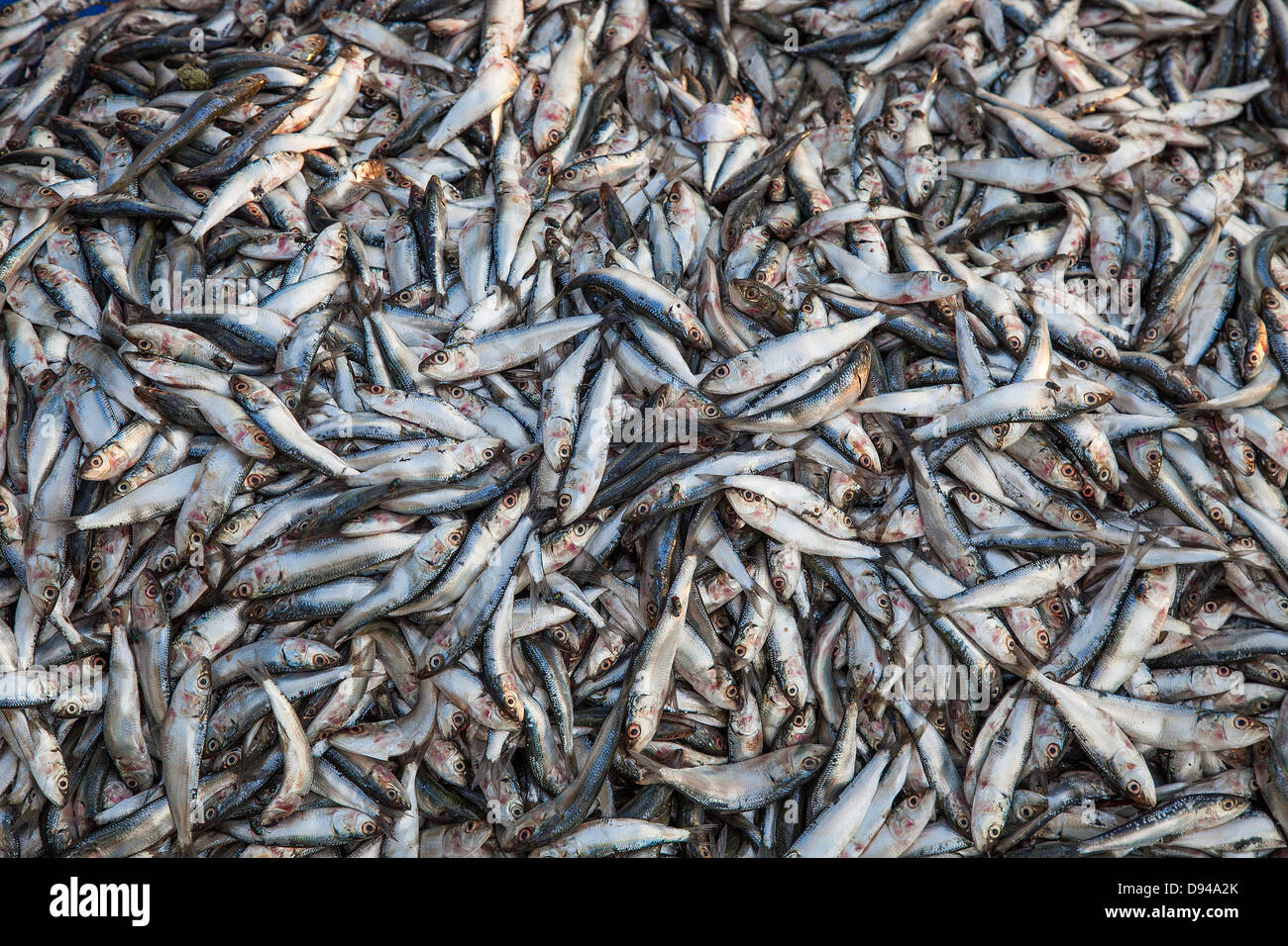 Heap of fish Stock Photo - Alamy