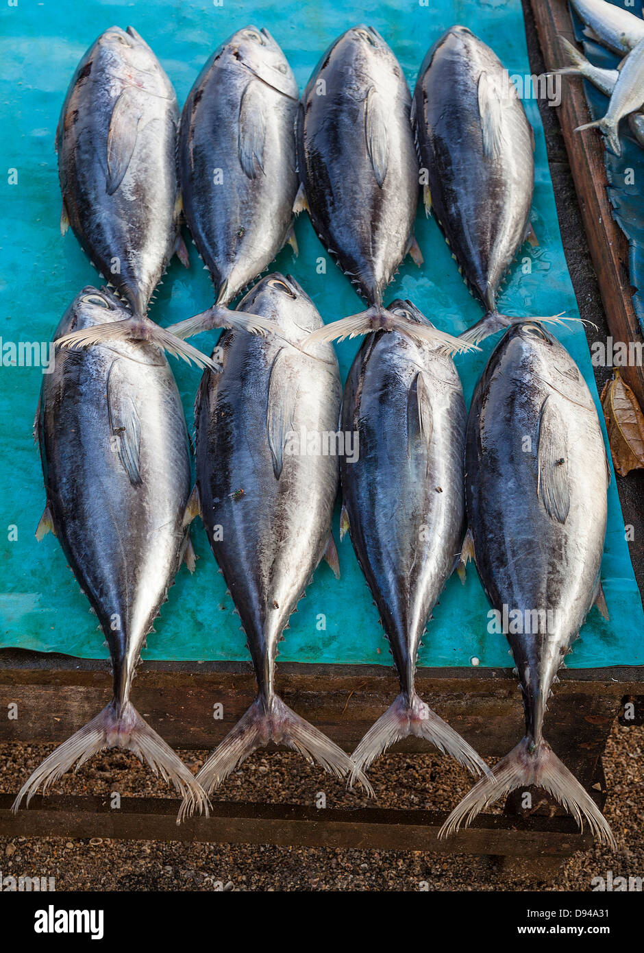 Row fish catch hi-res stock photography and images - Alamy